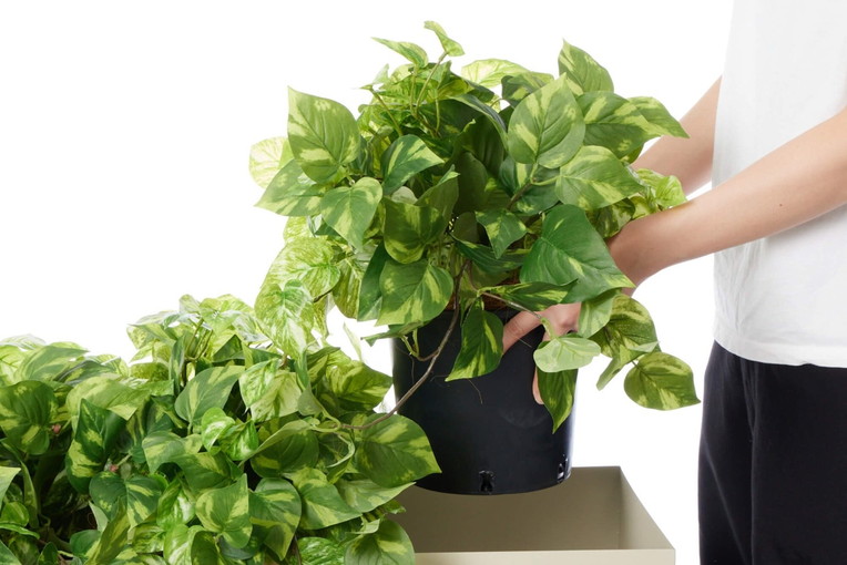 アイビー テラメント W100cm｜インテリア・家具｜インテリアグリーン｜オシャレ建材ECサイト HAGS